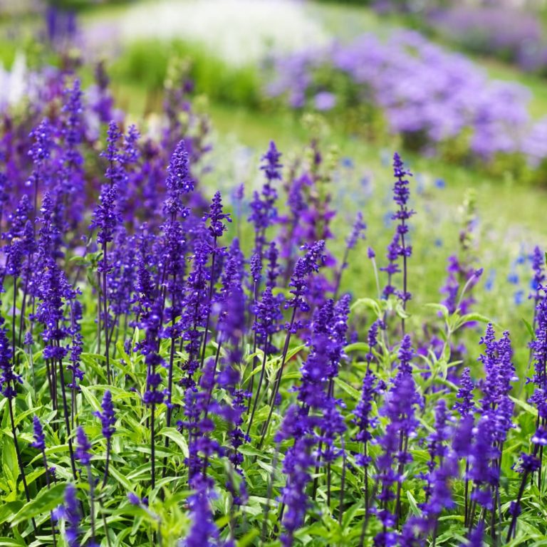 How (And Why) To Grow Salvia | Horticulture Magazine