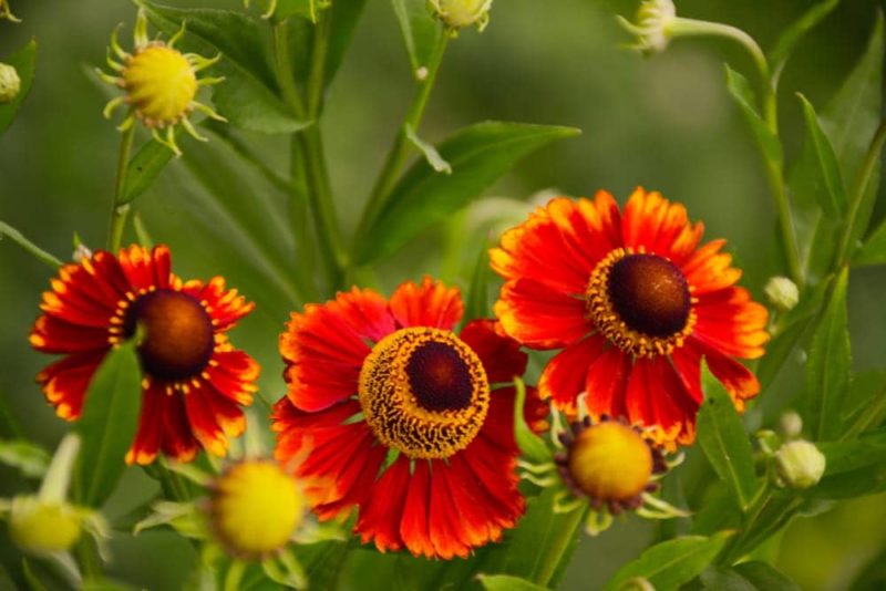 How To Grow & Care For Heleniums | Horticulture Magazine