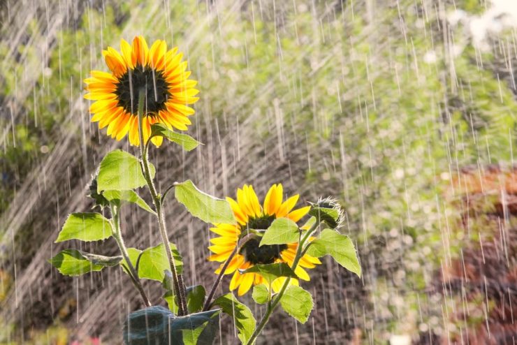 These Sunflower Care Guidelines Will Help Keep Your Plant Stems Strong ...