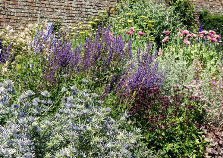 Salvia Is A Broad-Ranging Genus, But These Tips Can Help You Grow Them ...