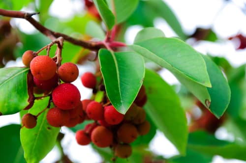 Trees | Horticulture Magazine