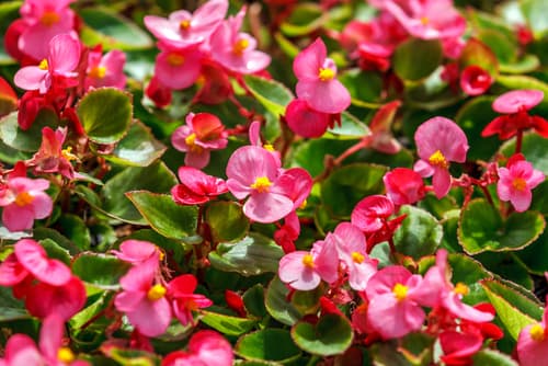 Annuals & Biennials | Horticulture Magazine