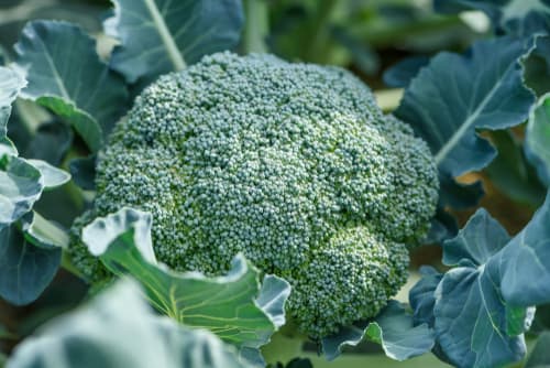 Vegetables | Horticulture Magazine