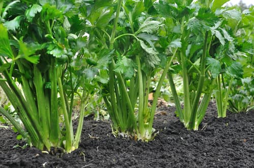Vegetables | Horticulture Magazine