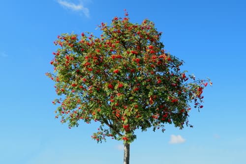 Trees | Horticulture Magazine