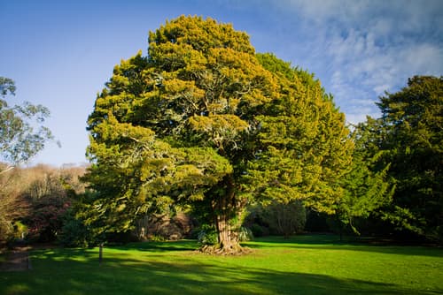 Trees | Horticulture Magazine