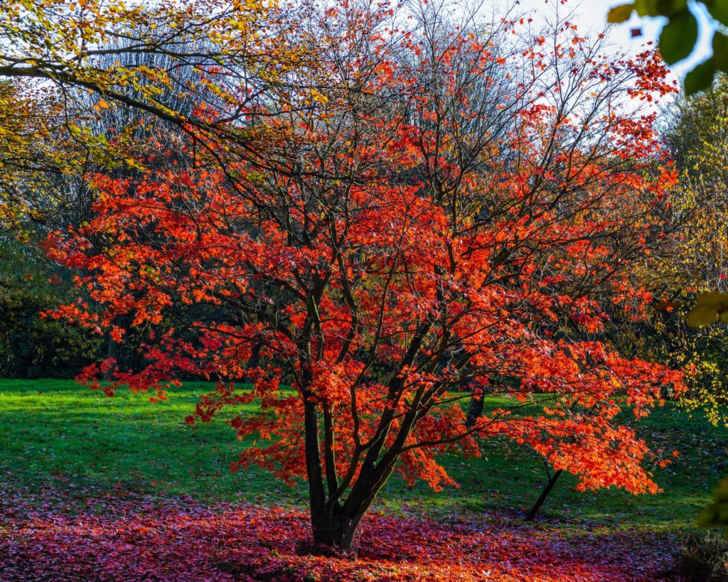 10 Acer Tree & Bush Types For Your Garden | Horticulture.co.uk