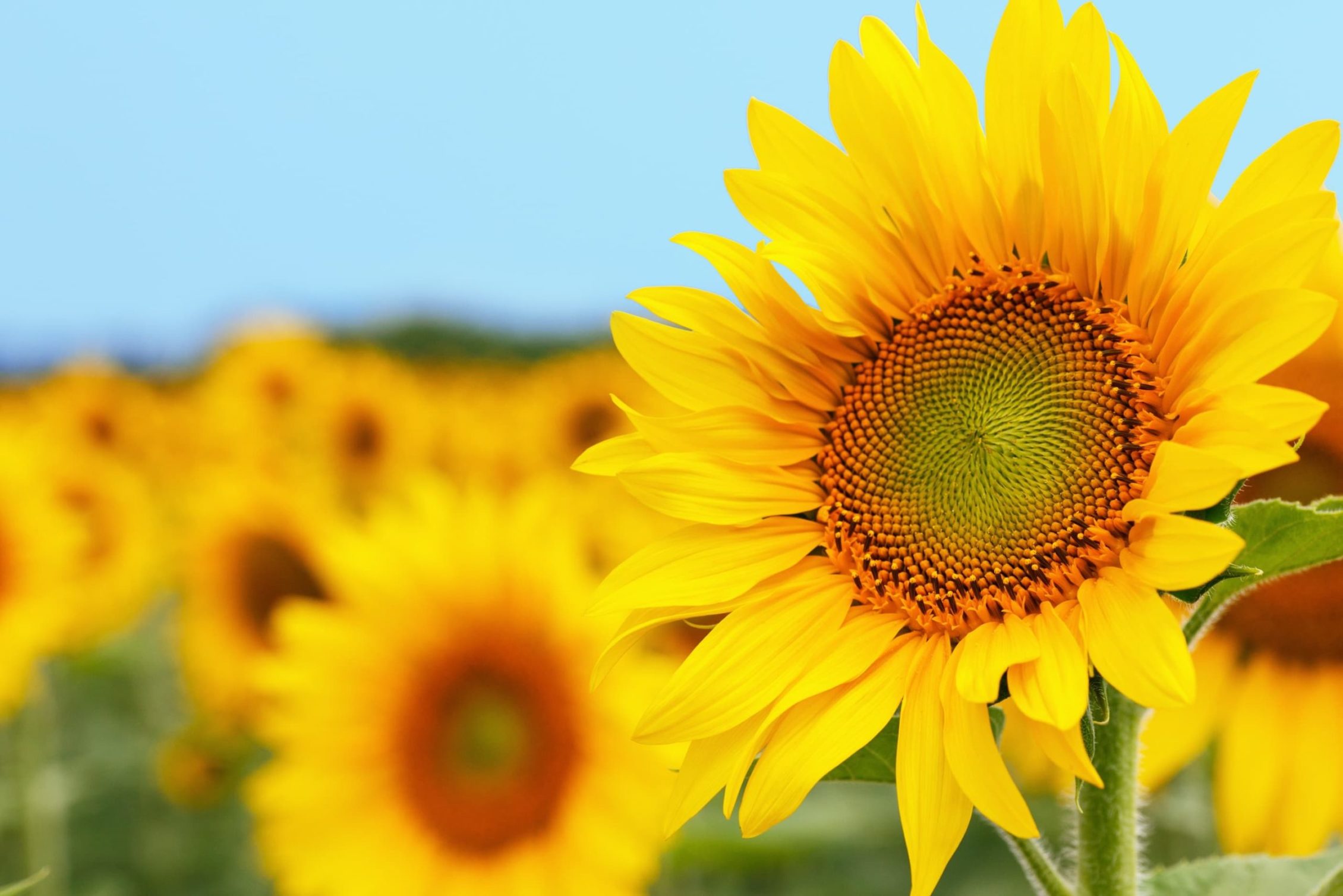 Sunflower Plant Care Growing Tips Horticulture co uk