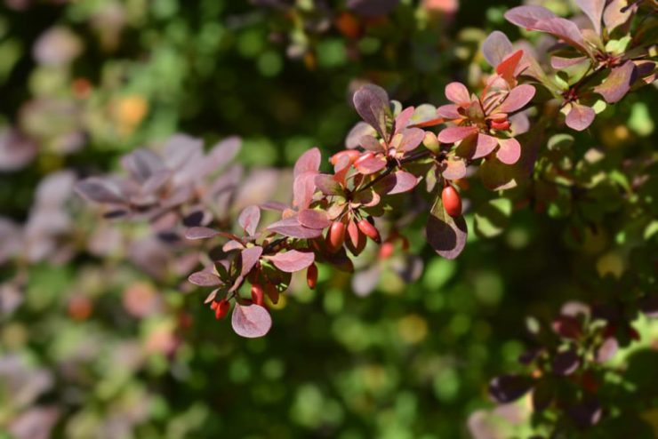 These 8 Named Berberis Varieties And Cultivars Are Highly Valued By ...