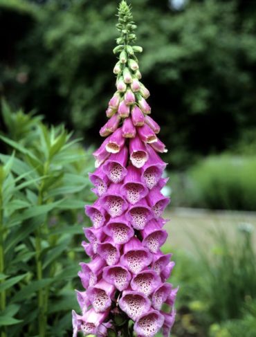 This Is How Experts Grow Foxgloves, Including Managing Their 2 Year ...