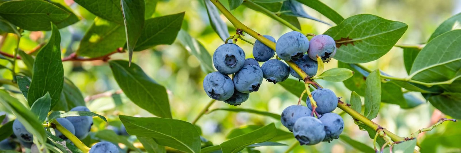 Fruit | Horticulture Magazine