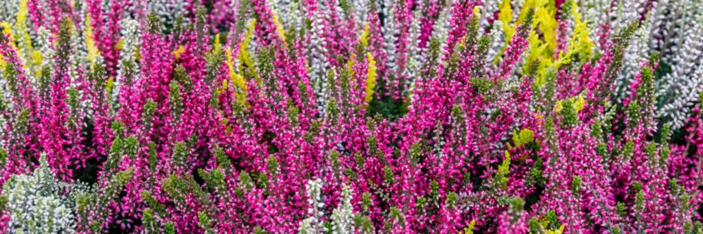 Heathers | Horticulture Magazine