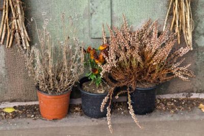 How To Grow Heathers + Common Types | Horticulture.co.uk