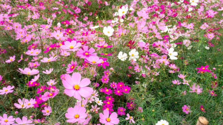 Cosmos Plant Care & Growing Tips | Horticulture.co.uk