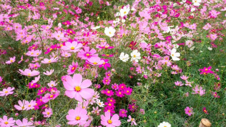 Cosmos Plant Care & Growing Tips | Horticulture.co.uk