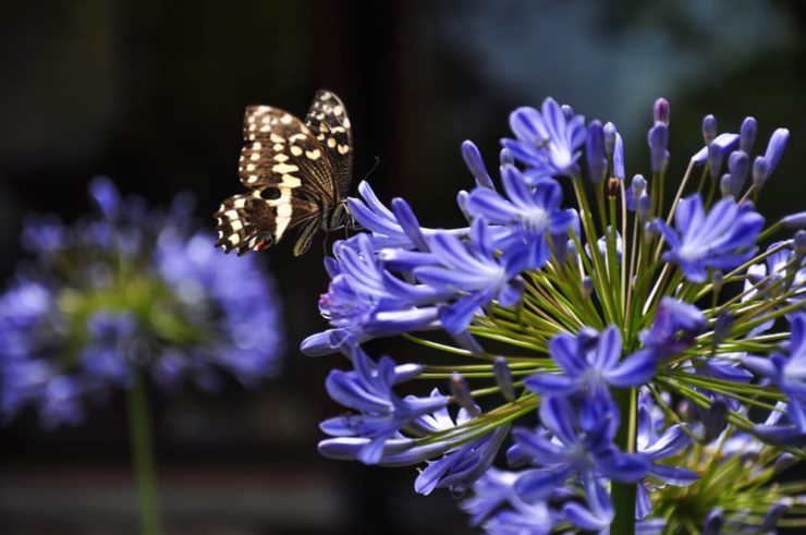 Here's 10 Vivid Blue Flowering Shrubs Grown By Colin Skelly ...