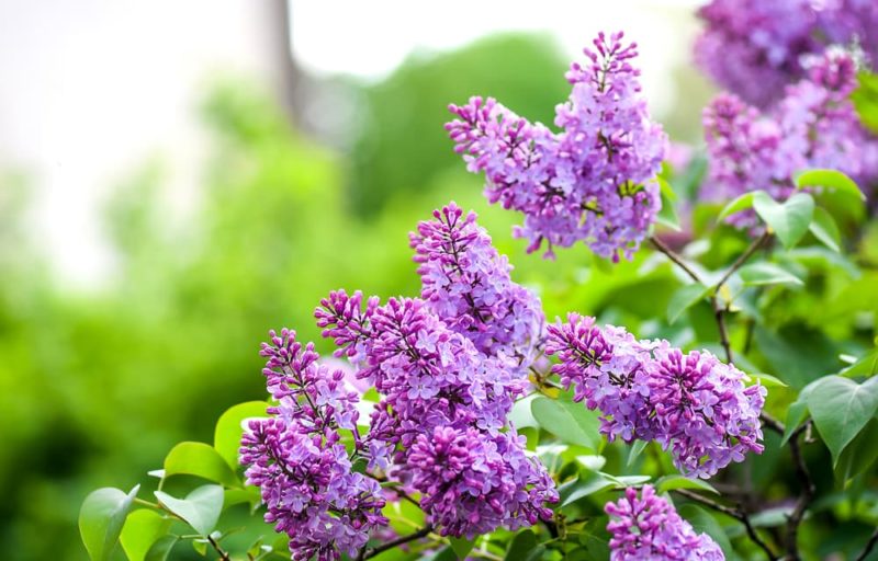 Common Syringa Types And Where To Grow Them, With David Gressley (Lilac ...