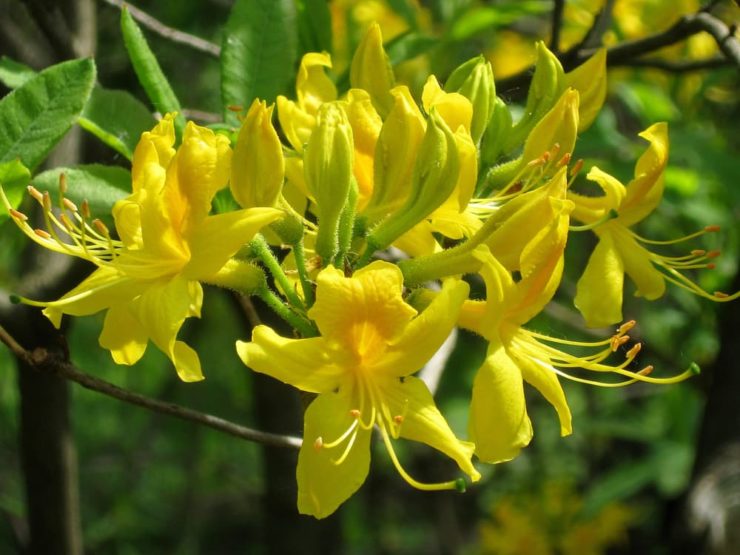 12 Versatile Yellow-Flowering Shrubs You'll Love For Bold Garden Colour ...