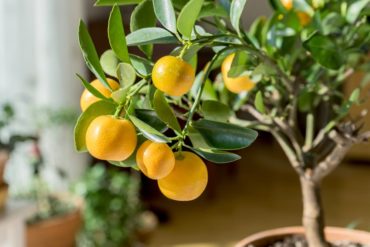 20 Small Trees That Grow Well In Pots | Horticulture.co.uk