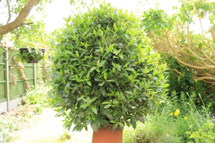 Master Horticulturist Shares 12 Hardy Plants You Can Grow Outdoors In ...