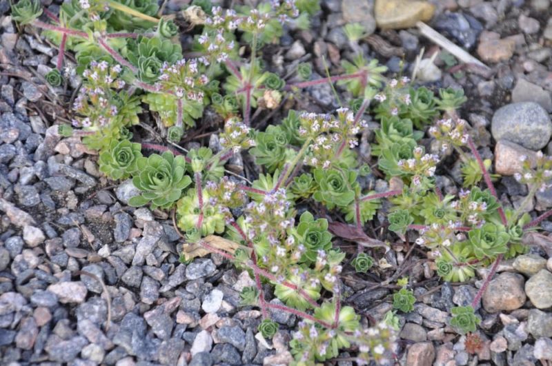 Elizabeth Waddington's 15 Alpine Plants That Love Free-Draining Troughs ...