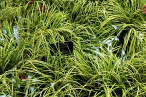 12 Small, Short & Low Ornamental Grasses | Horticulture.co.uk