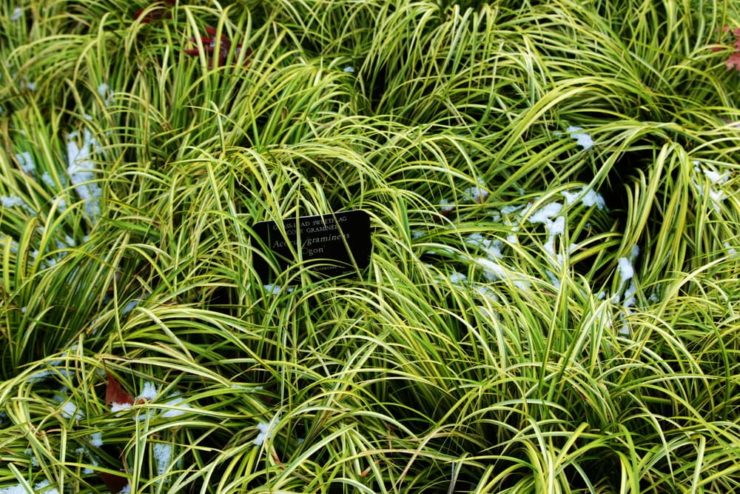 12 Short And Low Growing Grasses Chosen By Horticulturists To Match Any ...