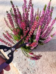 Woody Or Leggy Heather? Expert Nursery Growers Share 5 Rejuvenation ...