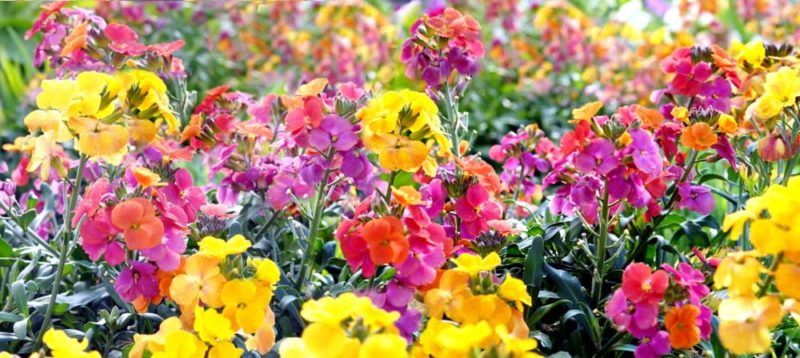 These Are The Ideal Growing Conditions For Growing Erysimum ...