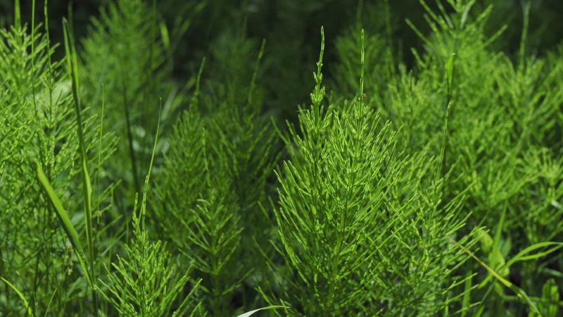 A Horsetail Infestation Is Difficult To Control - Here Are 5 Solutions ...