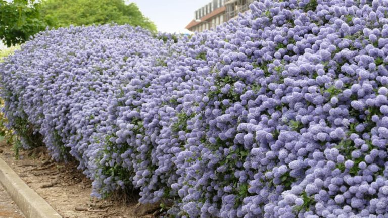 Ceanothus ‘California Lilac’ Growing Guide: This Plant Is An Absolute ...