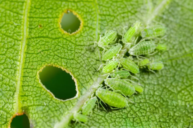 Bugs On Your Houseplants? Here's 6 Common Types To Help You Identify ...