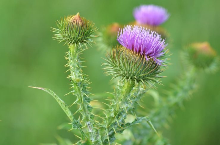 17 Types Of Thistles With Native, Naturalised And Even Edible Options ...