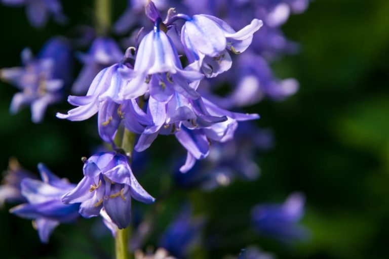 12 Blue Coloured Wildflowers For The Garden | Horticulture