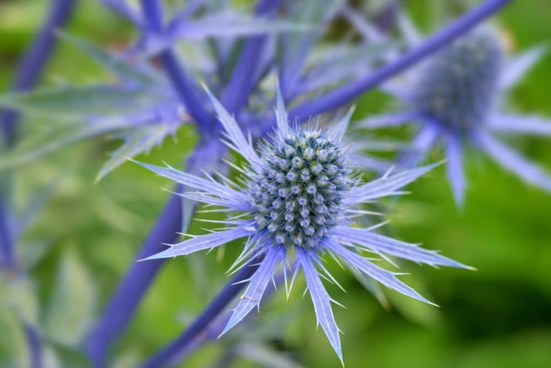 12 Blue Coloured Wildflowers For The Garden | Horticulture