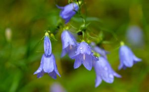 "There's More Than Just Bluebells" - Choosing 12 Blue Coloured ...