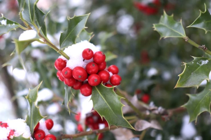Sue Hunter On Pruning Holly: Be Selective With Young Plants; Use Hat ...
