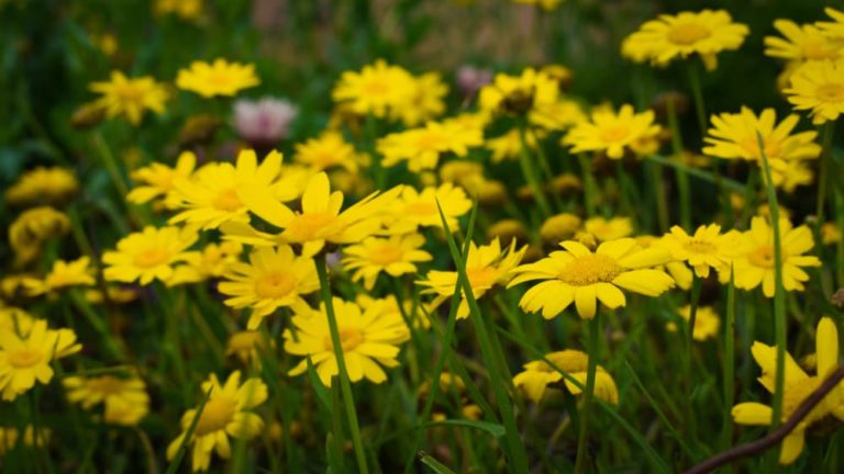 Who Doesn't Love Yellow Perennials? Here Are 20 That Will Keep Coming ...