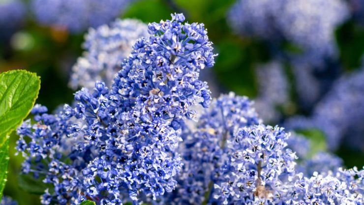 Here's 10 Vivid Blue Flowering Shrubs Grown By Colin Skelly ...