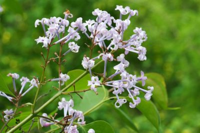 Common Syringa Types And Where To Grow Them, With David Gressley (Lilac ...