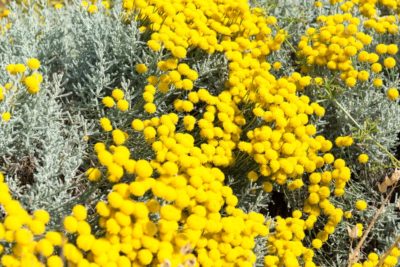 12 Versatile Yellow-Flowering Shrubs You'll Love For Bold Garden Colour ...