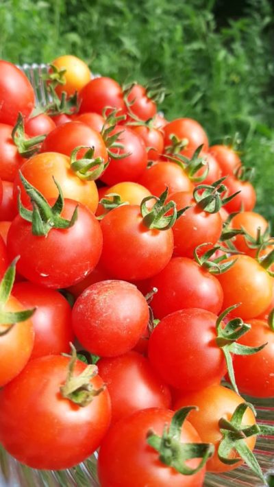 Growing Gardener's Delight With Dan Ori (One Of The Sweetest Tomato ...