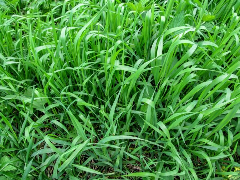 12 Short And Low Growing Grasses Chosen By Horticulturists To Match Any ...
