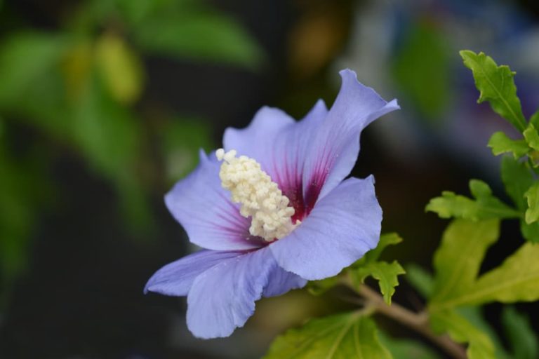 Here's 10 Vivid Blue Flowering Shrubs Grown By Colin Skelly ...