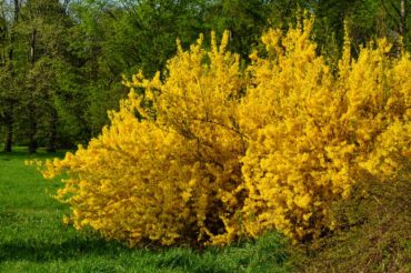 12 Versatile Yellow-Flowering Shrubs You'll Love For Bold Garden Colour ...