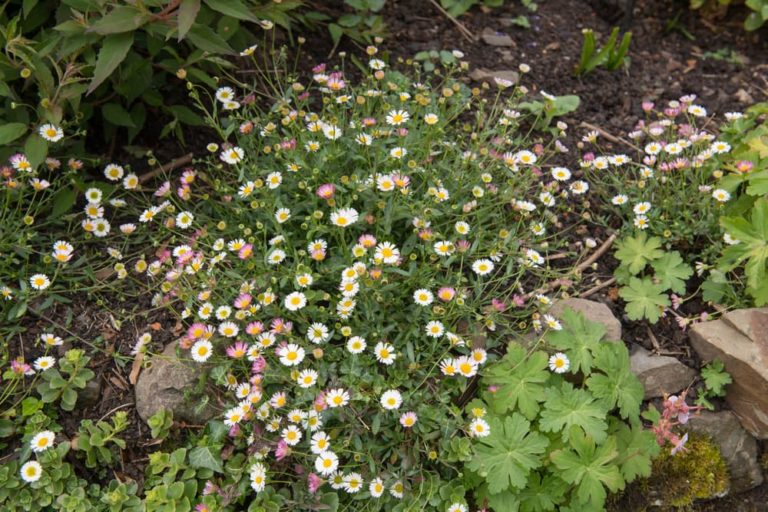 20 Hardy Perennials Perfect For Naturalistic, Dense Planting ...