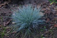 12 Short And Low Growing Grasses Chosen By Horticulturists To Match Any ...