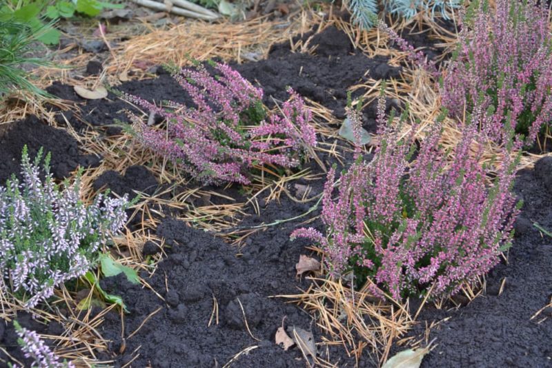 Woody Or Leggy Heather? Expert Nursery Growers Share 5 Rejuvenation ...