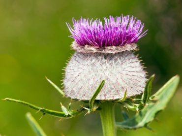 17 Types Of Thistles With Native, Naturalised And Even Edible Options ...