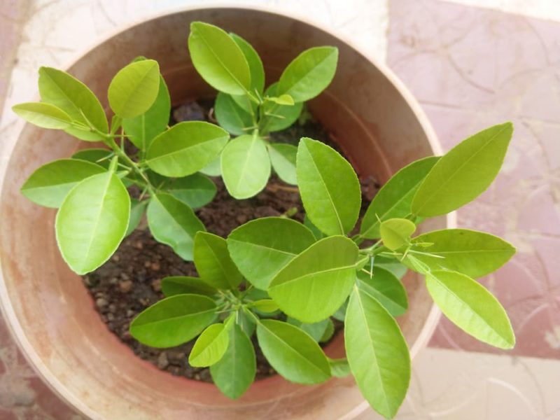 Growing Lemon Trees: Choose A Greenhouse Or Conservatory For Regular ...